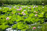 ハスの育て方・栽培方法|植物図鑑|みんなの趣味の園芸(NHK出版) ハスの育て方・栽培方法|植物図鑑|みんなの趣味の園芸(NHK出版)