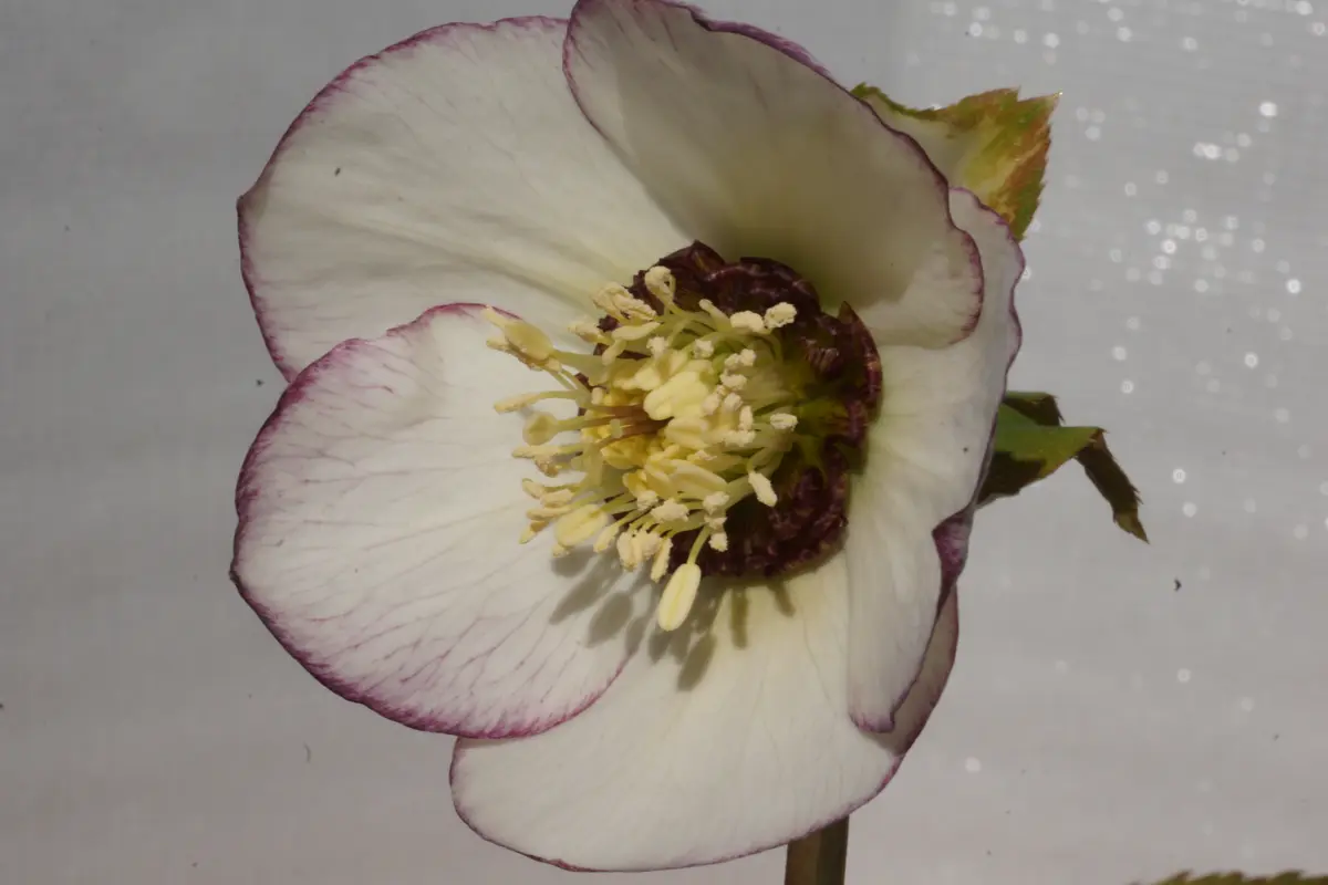 21.3.15種から育てたクリスマスローズ「我が家のクリスマスローズ2019年～」のアルバム-みんなの趣味の園芸1304528