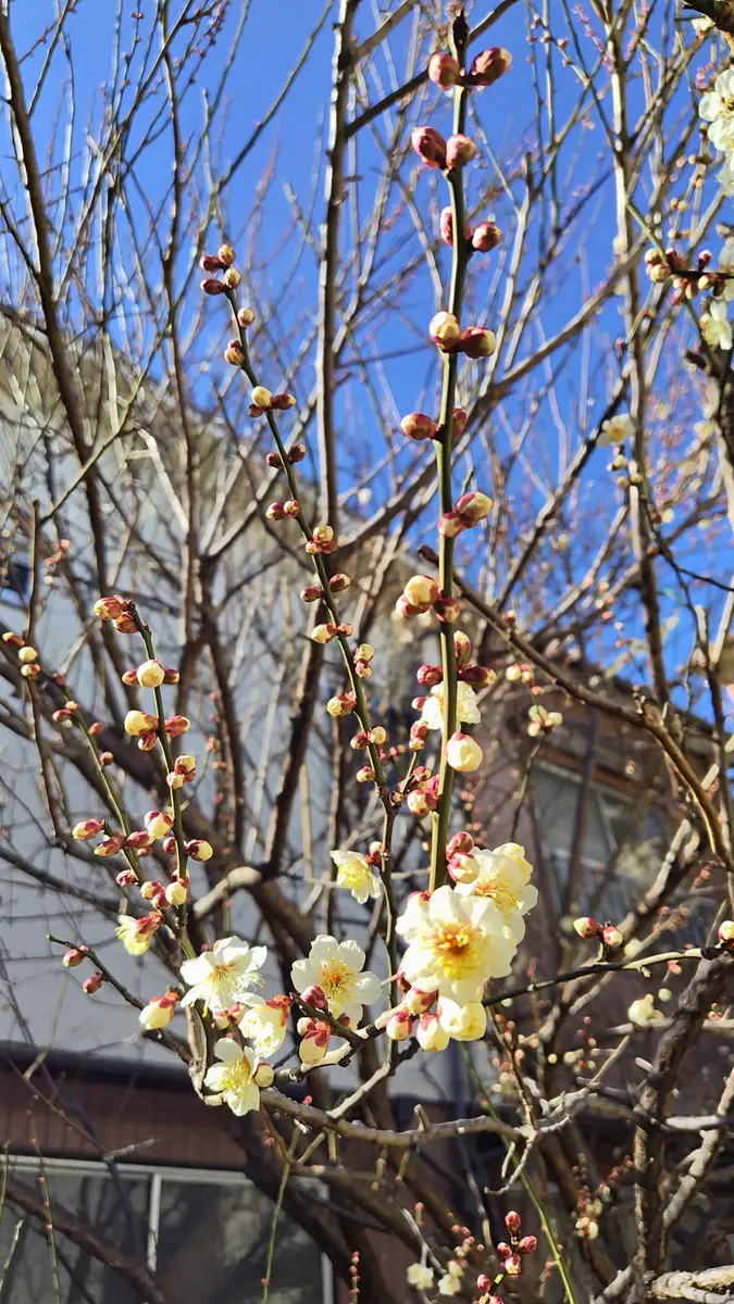 梅の花🌸「番外編」のアルバム-みんなの趣味の園芸2375102