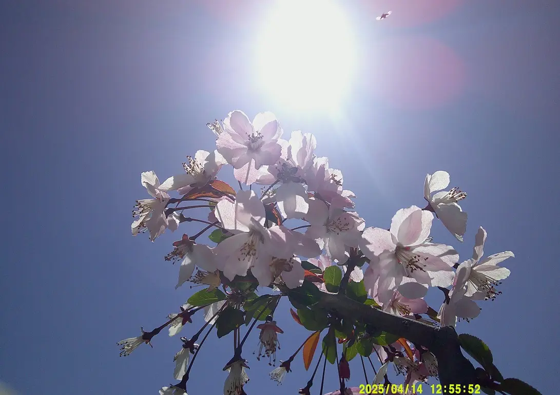 20℃越えで＜海棠桜＞も終わりかな！「咲く時期は」のアルバム-みんなの趣味の園芸2415885