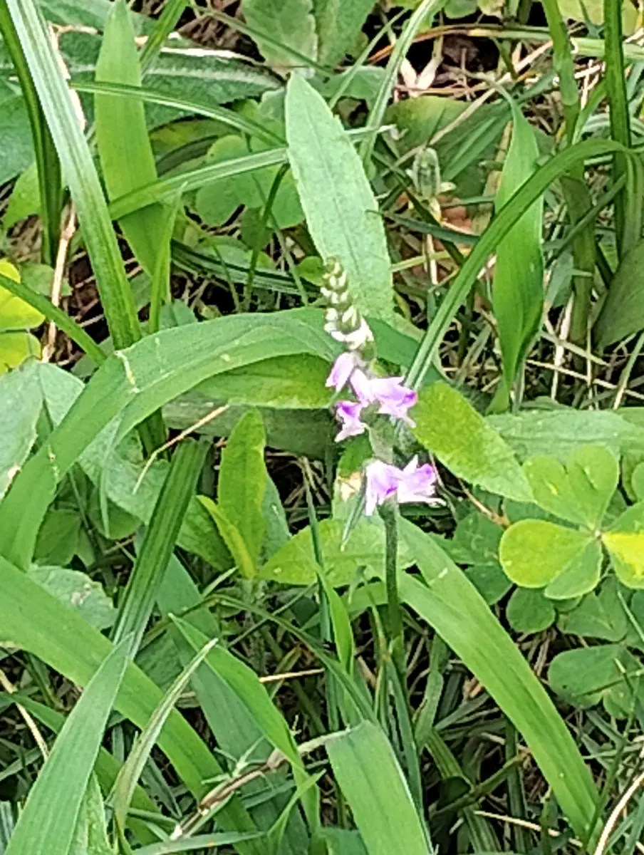 June25撮影ネジバナだー😄「野草」のアルバム-みんなの趣味の園芸2480398