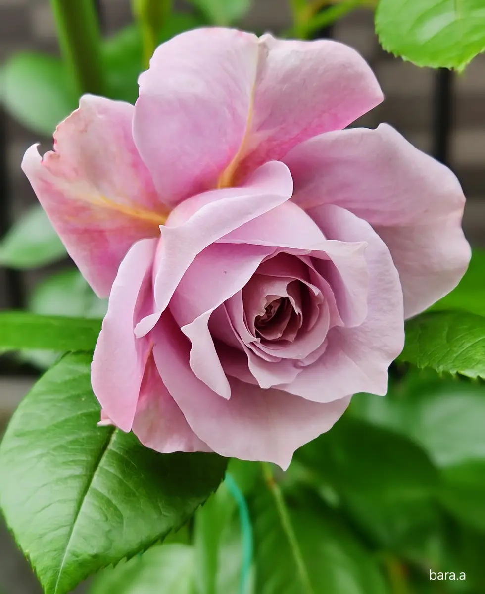 🌟ノヴァーリスが開き始めました🌟「お花の写真」のアルバム-みんなの趣味の園芸2447657