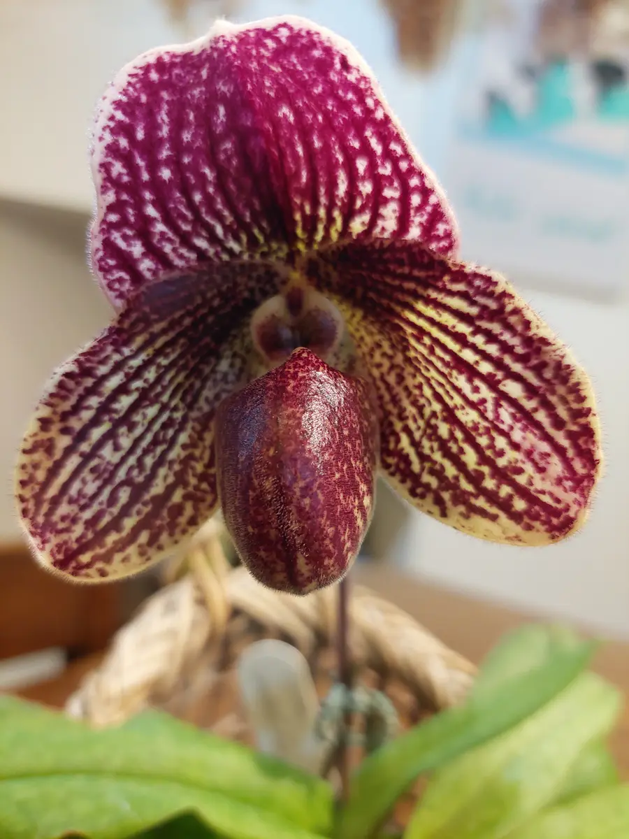 何だか困り顔に見えて仕方ないパフィオ...「Orchidsofmine」のアルバム-みんなの趣味の園芸2403370