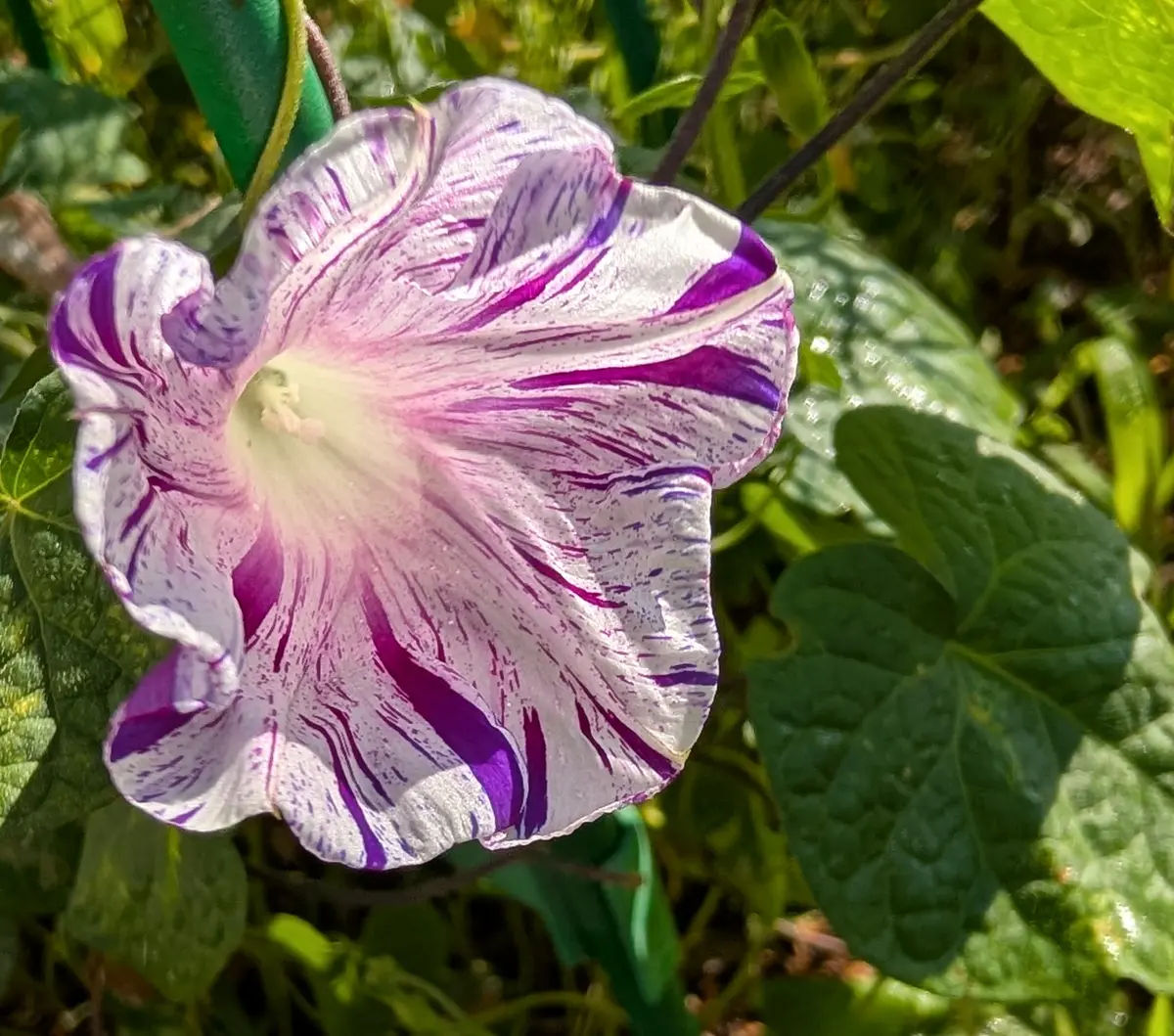 今朝の朝顔「あさがおの変化記録」のアルバム-みんなの趣味の園芸2508100