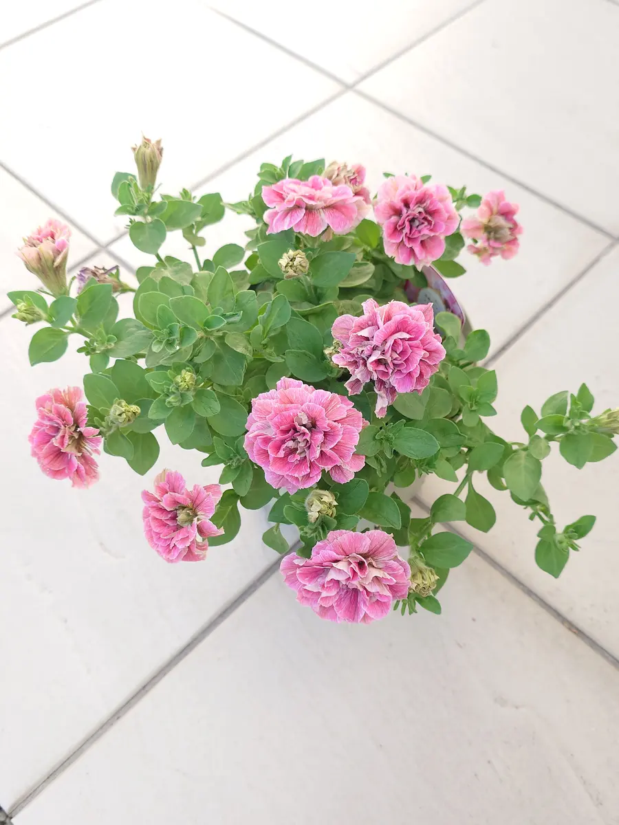 ホイップマカロンフレーズムースペチ...「カリブラコア・ペチュニア」のアルバム-みんなの趣味の園芸2470548