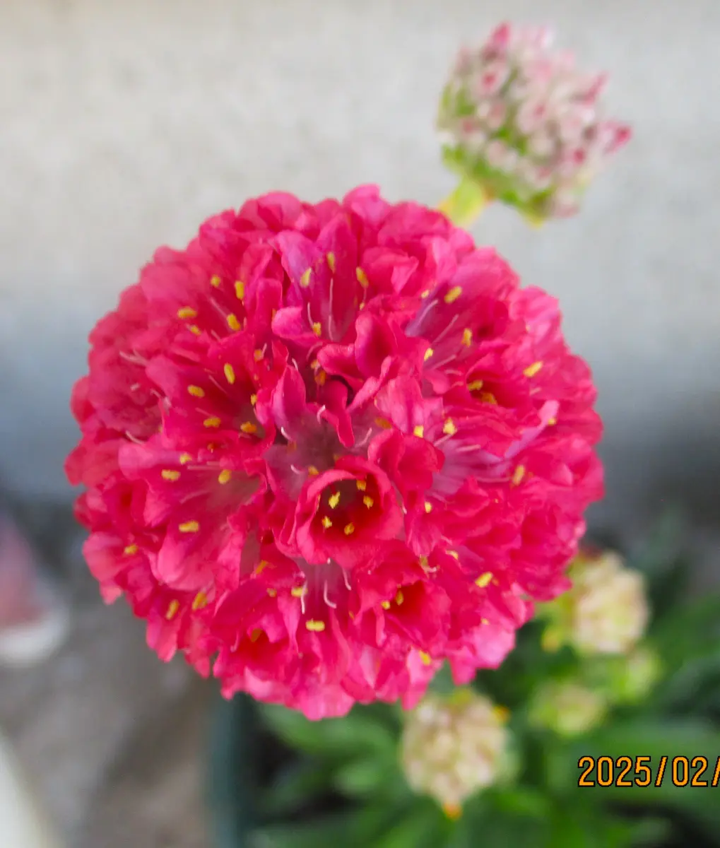 アルメリアの写真-みんなの趣味の園芸2377144