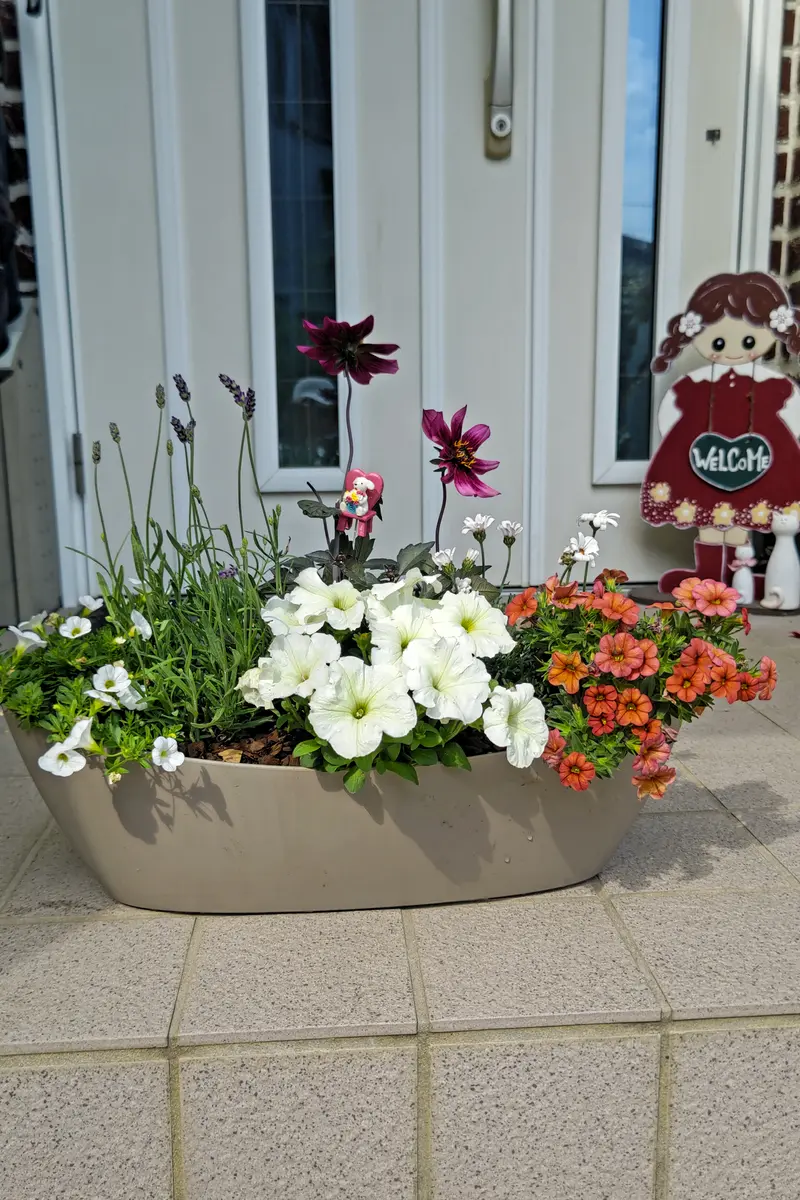 寄せ植えずっとポットのまま置いてた...「ハンギング・寄せ植え・鉢植えなど…」のアルバム-みんなの趣味の園芸2418876