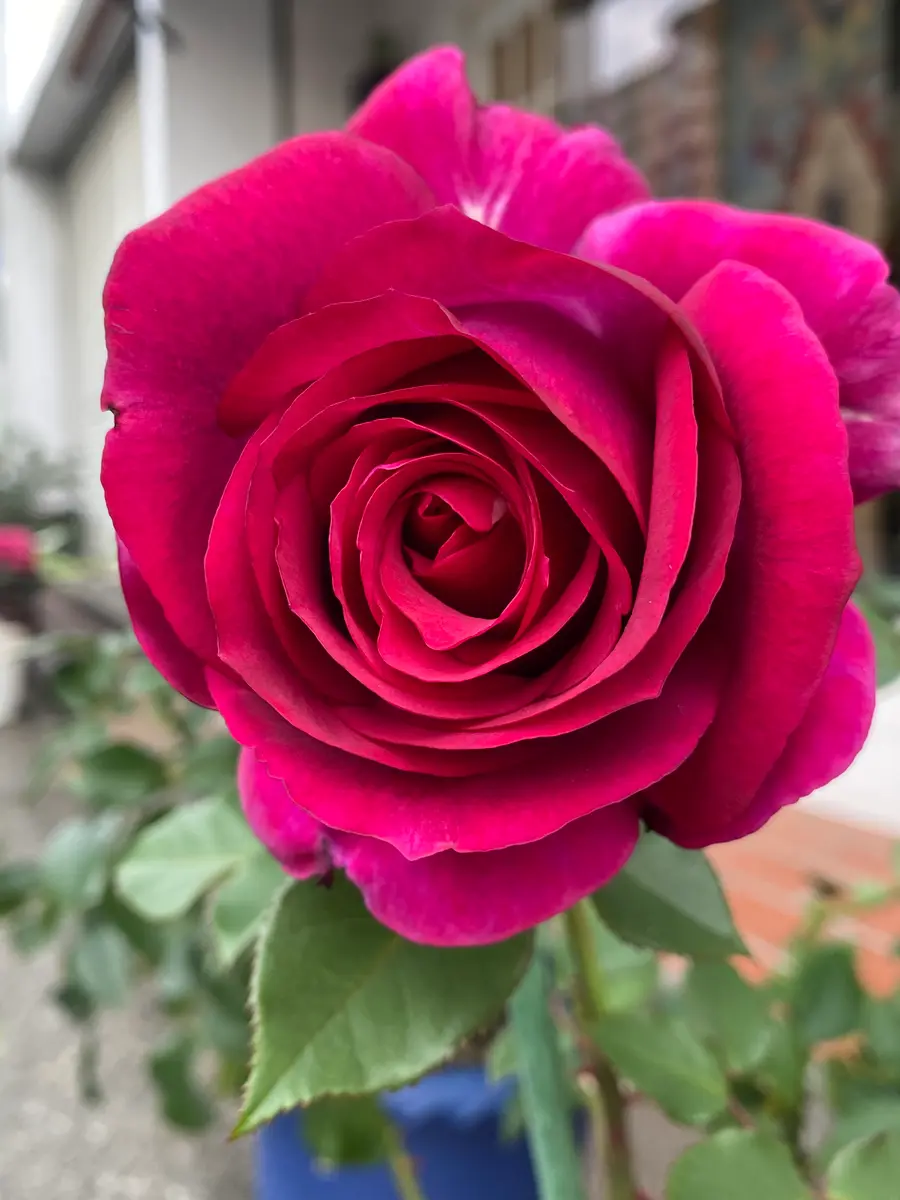 WildBlueYonder＊*うんうん♪*ま...「可愛いお花＊*」のアルバム-みんなの趣味の園芸2590901
