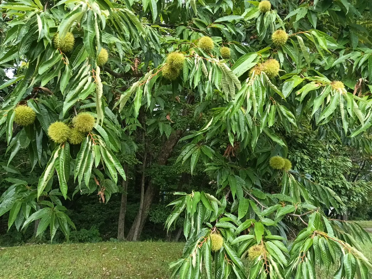 四季の里の近くにあるあづま運動公園の...「お出掛け先から♪」のアルバム-みんなの趣味の園芸2534143