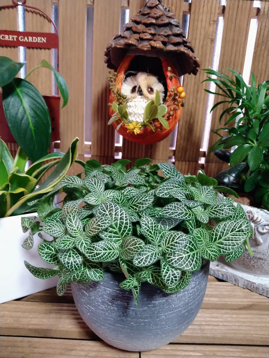 フィットニア「観葉植物と多肉植物たち🪴🌵」のアルバム-みんなの趣味の園芸2049585