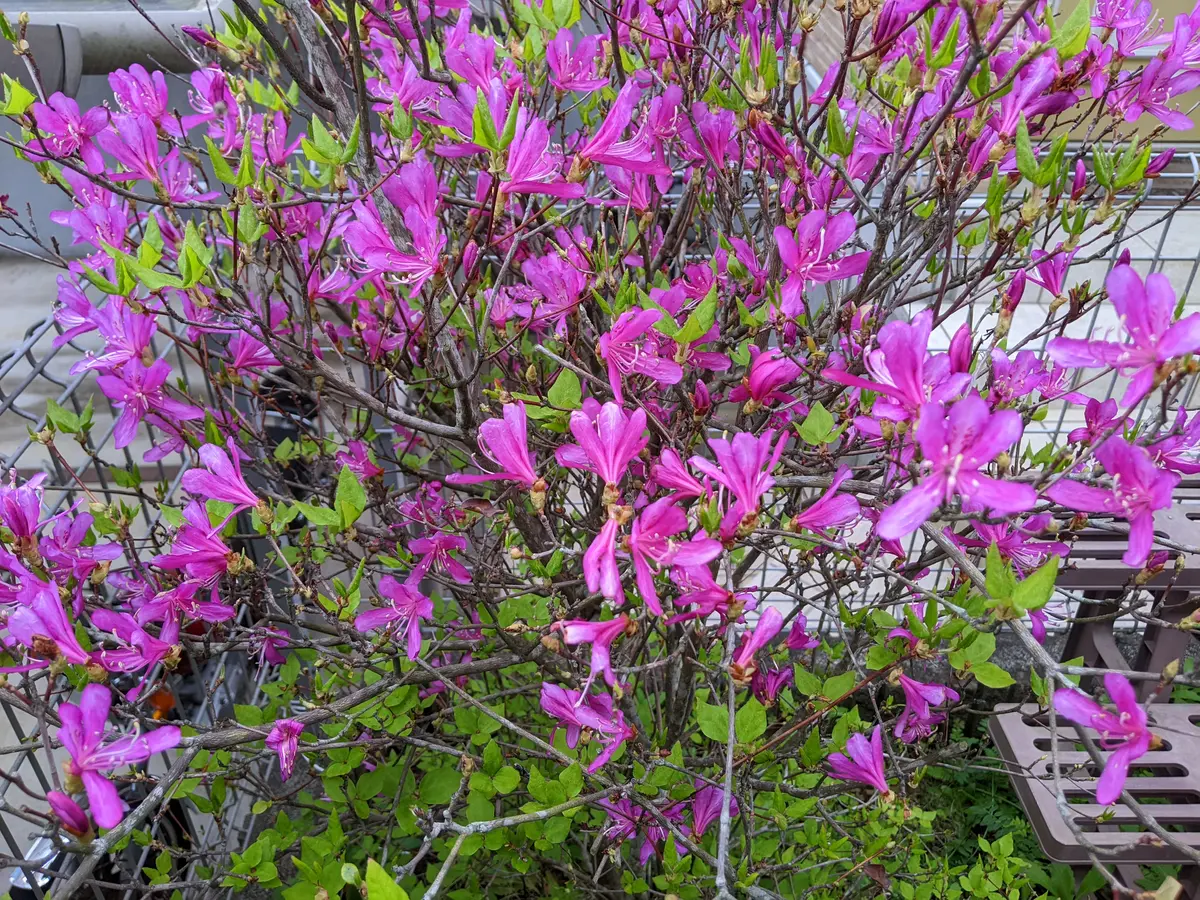 イワツツジの写真-みんなの趣味の園芸2179283
