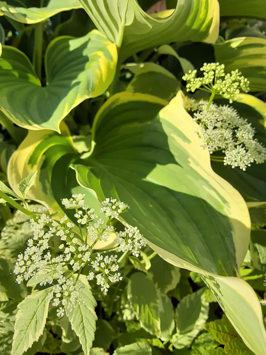 エゴポディウム今年初めて花を咲かせ...「2024年～2025年」のアルバム-みんなの趣味の園芸2470144