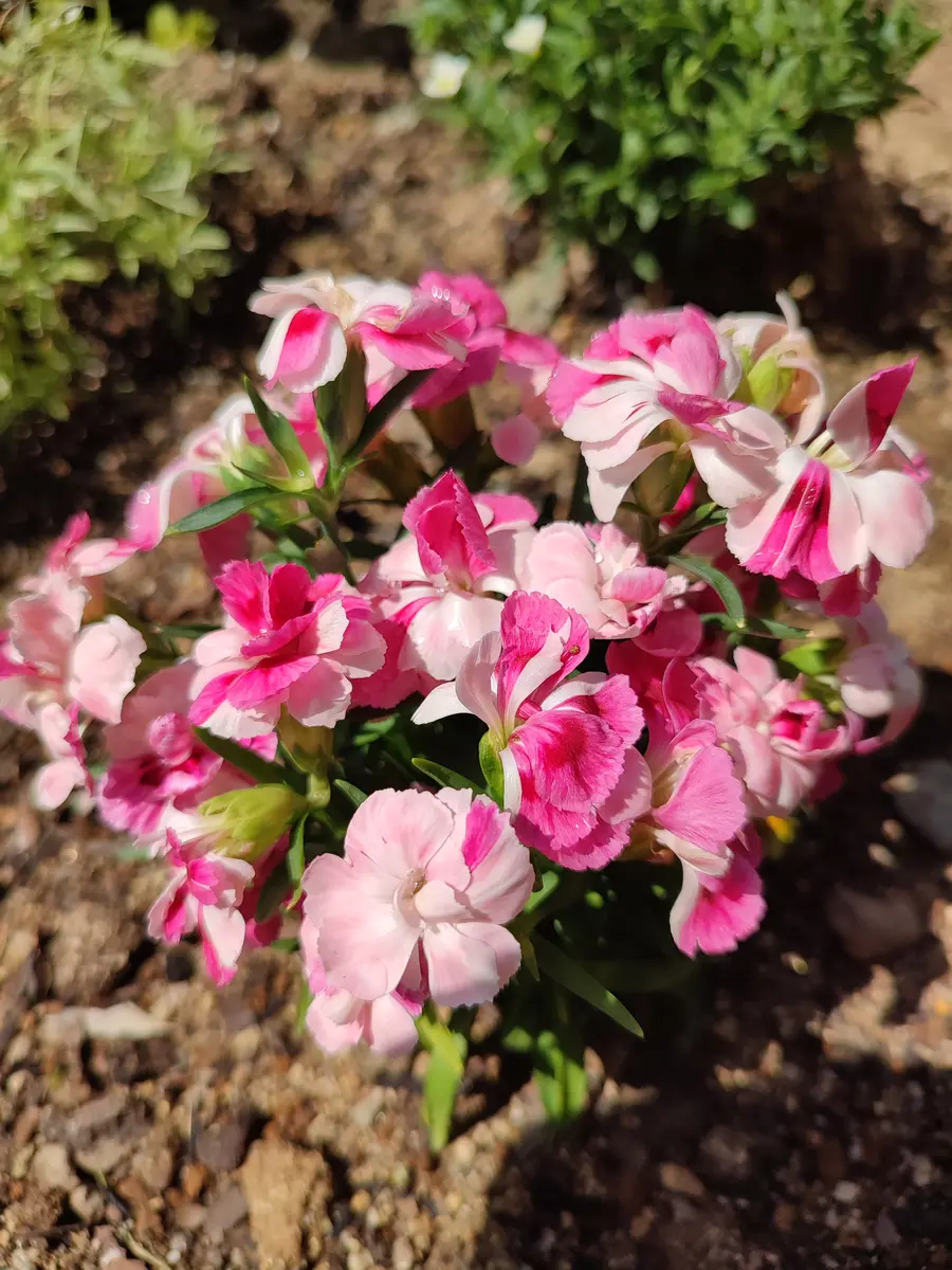 5月4日ダイアンサスピンク＆プラウド...「2024年ガーデニング4年生」のアルバム-みんなの趣味の園芸2205580