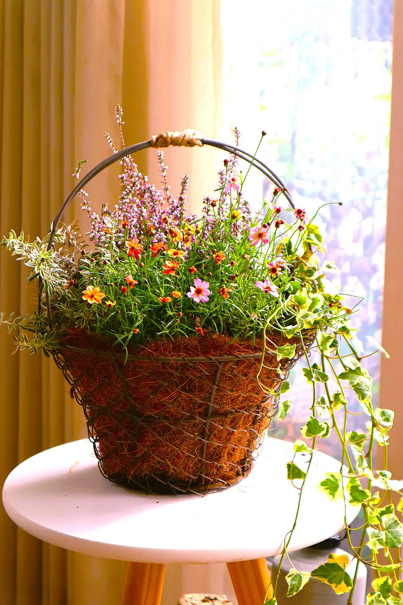 寄せ植えを作ってみましたコレオプシ...「私の好きな植物たち Ⅷ」のアルバム-みんなの趣味の園芸2318082