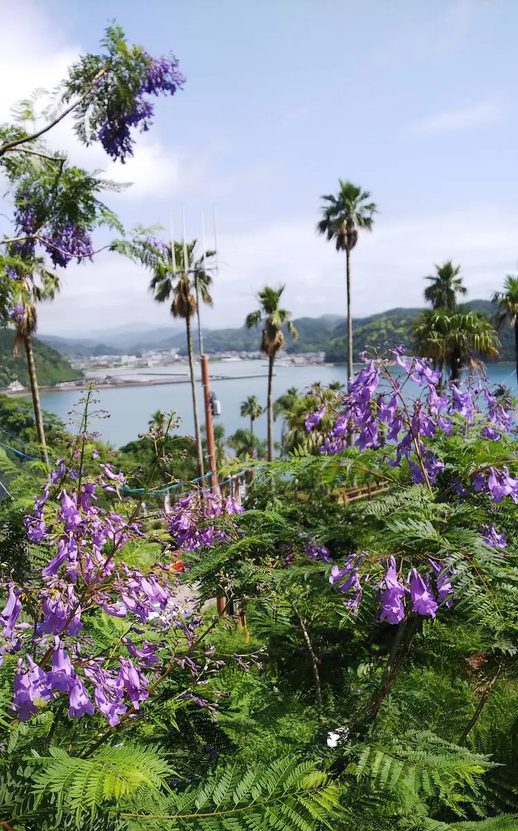 ジャカランダの写真-みんなの趣味の園芸2230391