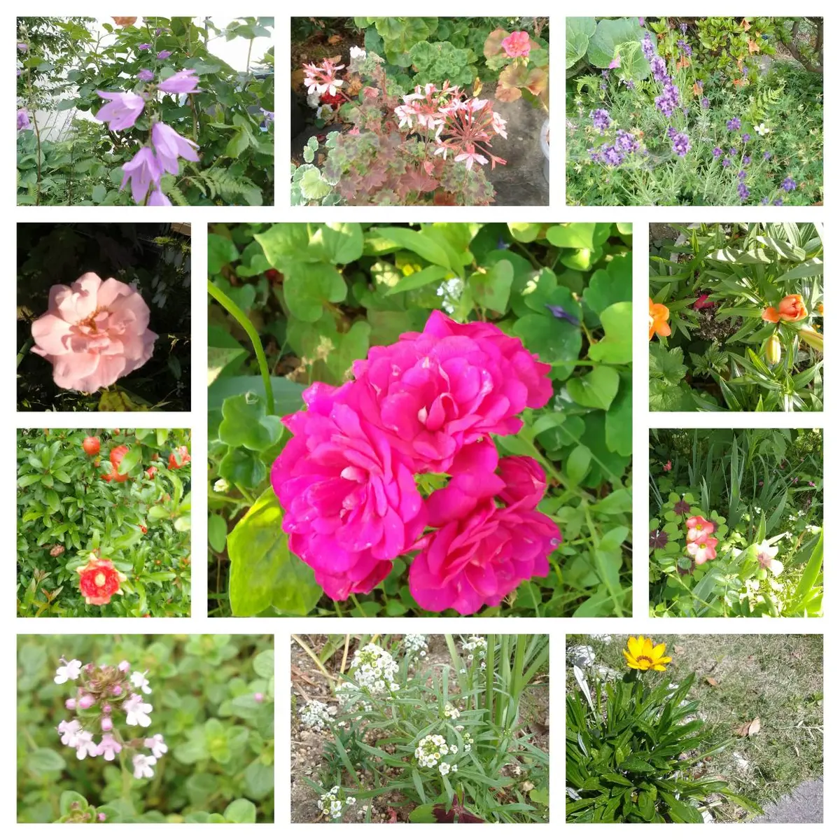 庭の花を集めました(*^^*)真ん中は、...「庭のいろいろ🎵」のアルバム-みんなの趣味の園芸2490801