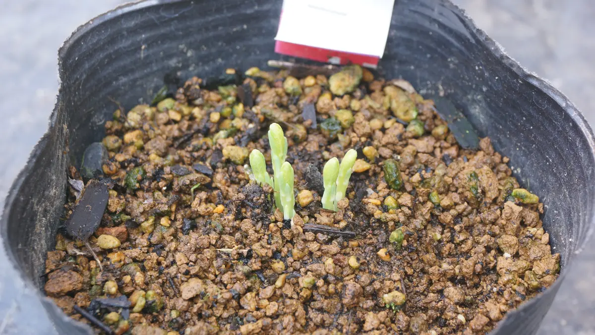 キキョウの写真-みんなの趣味の園芸2415298