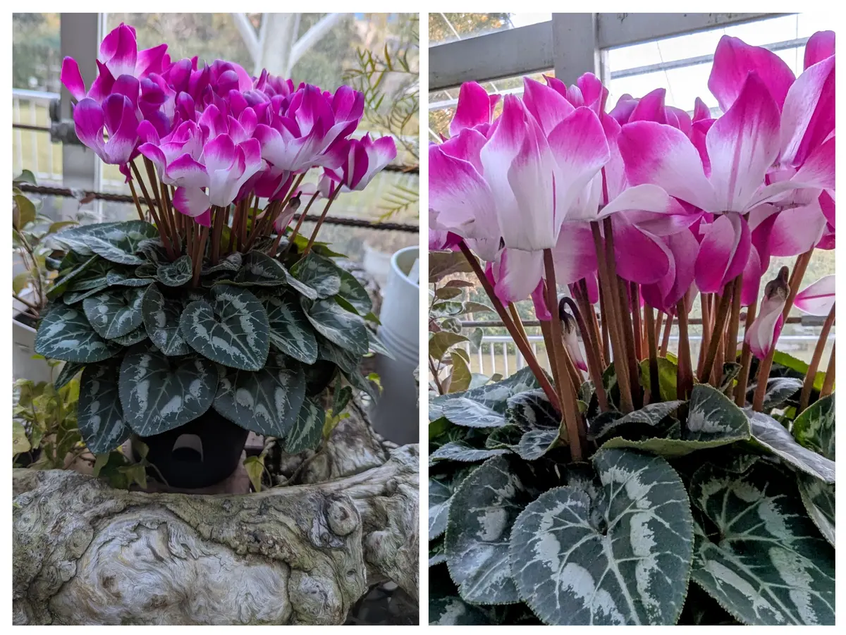 〜お出かけ先から〜 ☀️🌱🌿シクラメ...「続々・お出かけ先から」のアルバム-みんなの趣味の園芸2385507