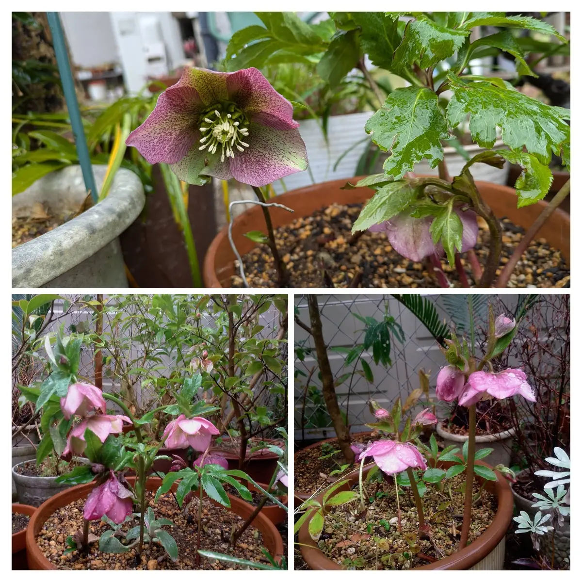 今朝撮りました、今年はこの鉢だけです...「大好きな花たち No.6」のアルバム-みんなの趣味の園芸2383340