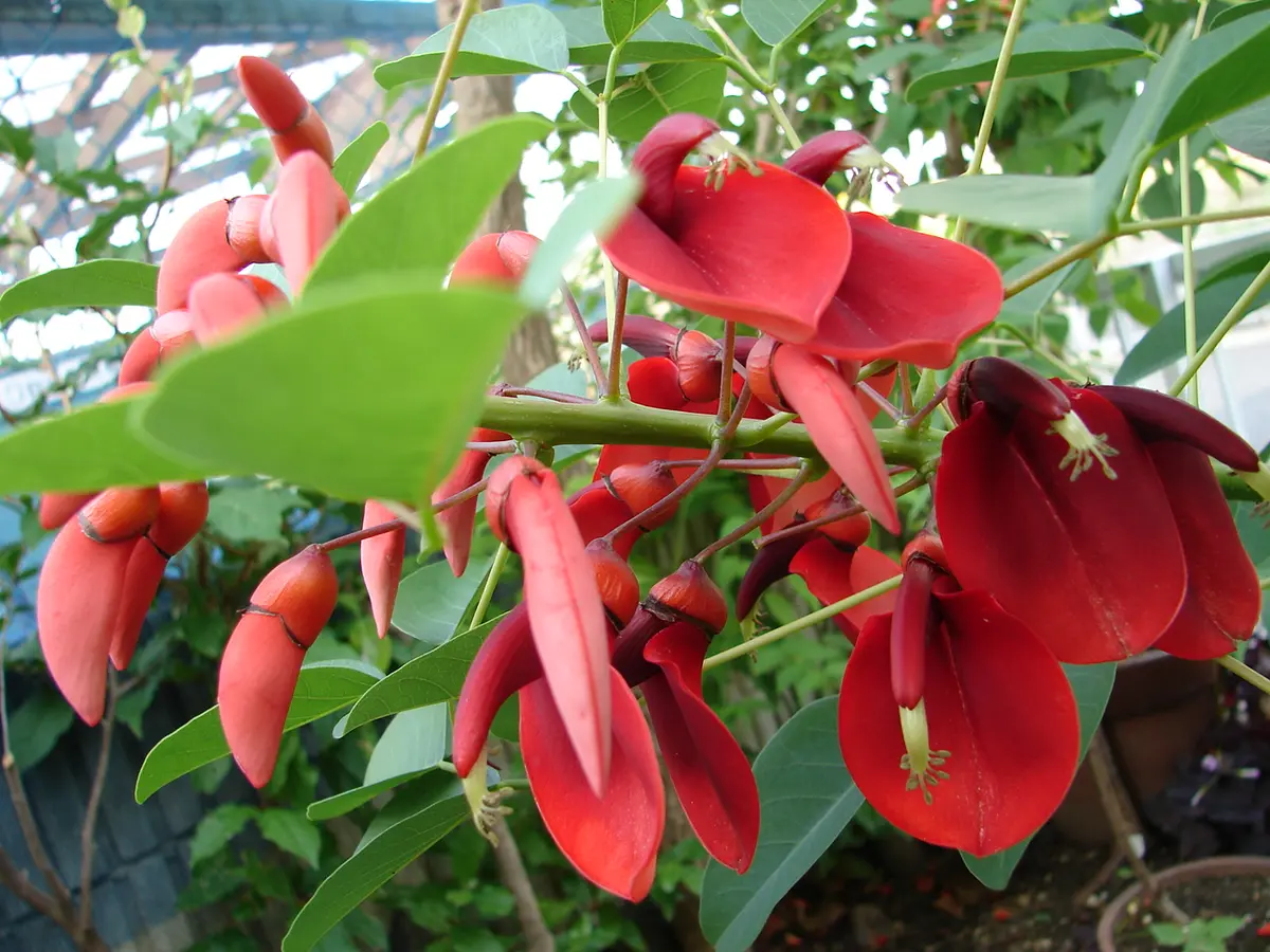 アメリカデイゴの写真-みんなの趣味の園芸2278255