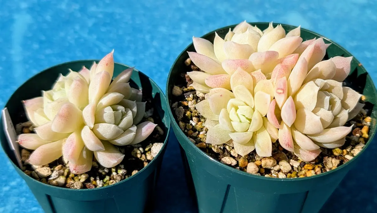 右（2頭）がアルバ 左（3頭）がヒュー...「我が家の多肉植物たち」のアルバム-みんなの趣味の園芸2423864