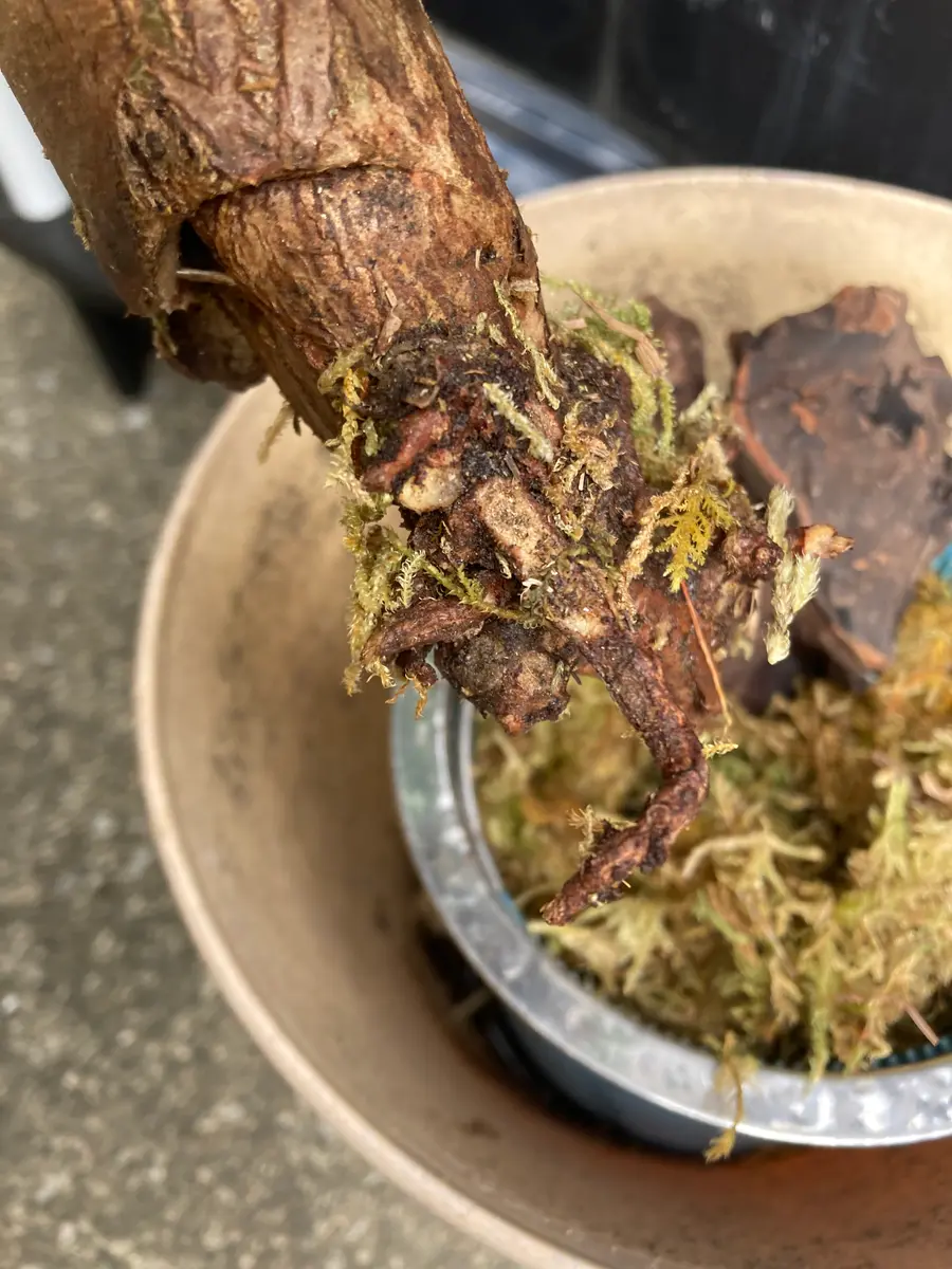 金のなる木の写真-みんなの趣味の園芸2303243