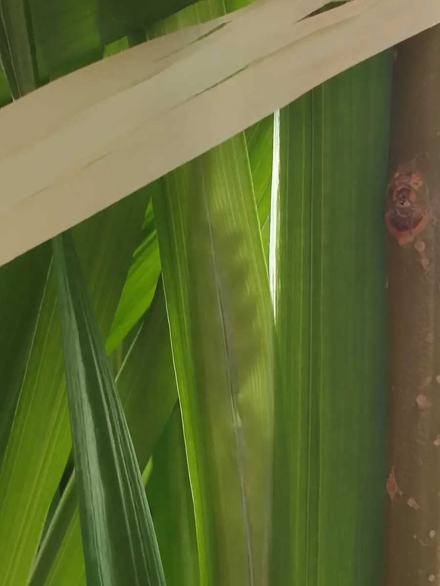 フリージアの写真-みんなの趣味の園芸2372282