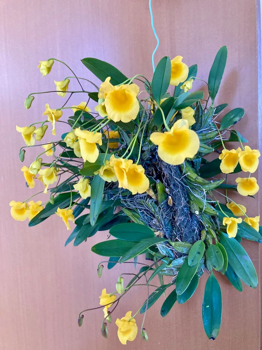 デンドロビウム アグレガタムです「2,025年」のアルバム-みんなの趣味の園芸2416845