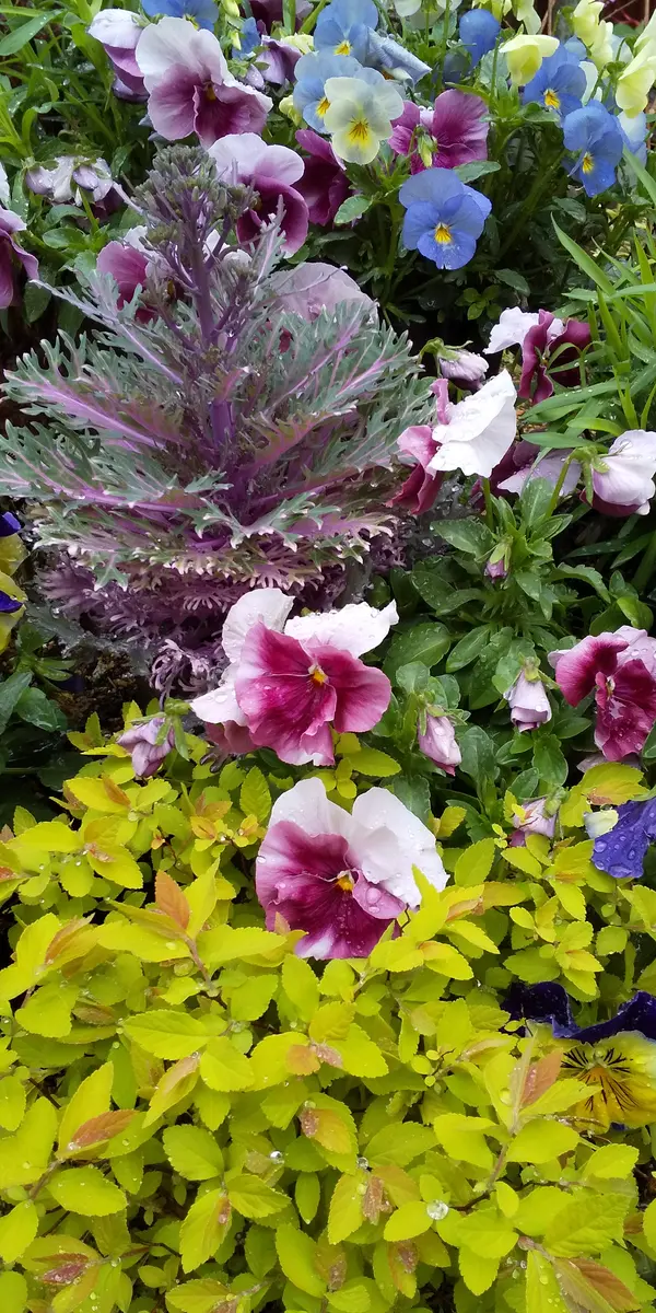 🔹ビオラ🔸シモツケ💮葉ぼたん雨🔹...「2025🏠️わが家の庭&ﾁｮｯﾄそこまで♪」のアルバム-みんなの趣味の園芸2403626