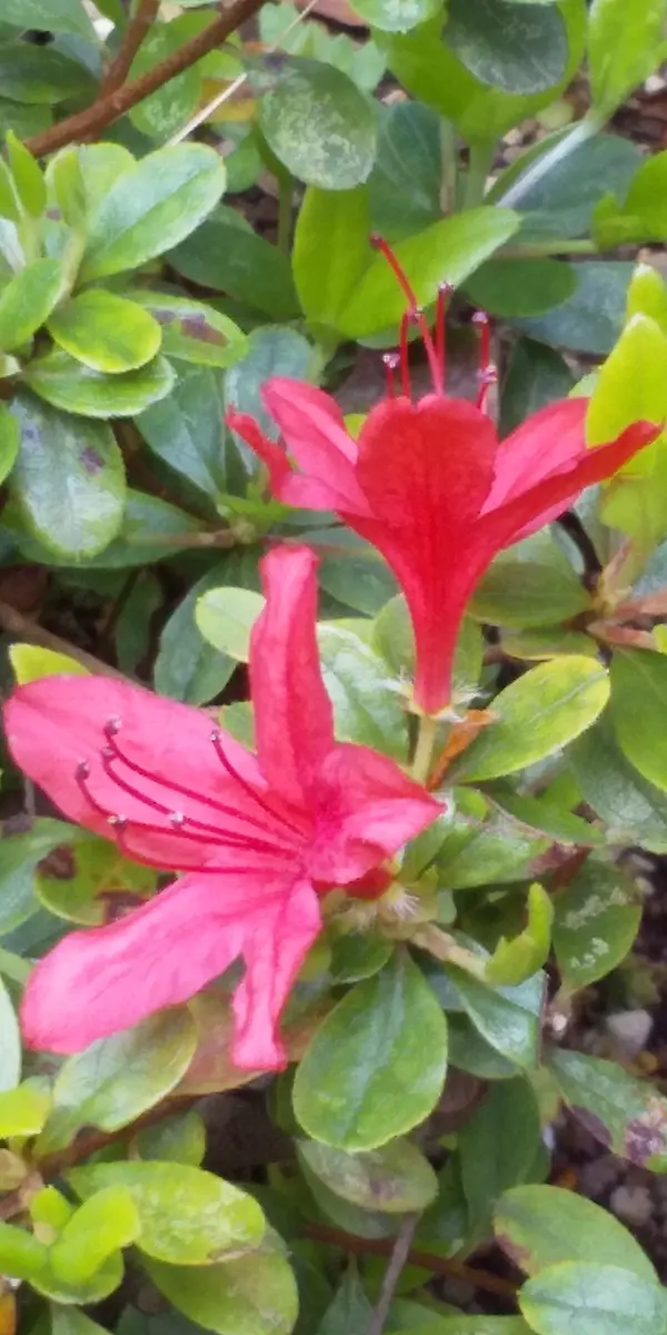 キリシマツツジ🎈庭で目立ってます(^^)「2025🏠️わが家の庭&ﾁｮｯﾄそこまで♪」のアルバム-みんなの趣味の園芸2418450