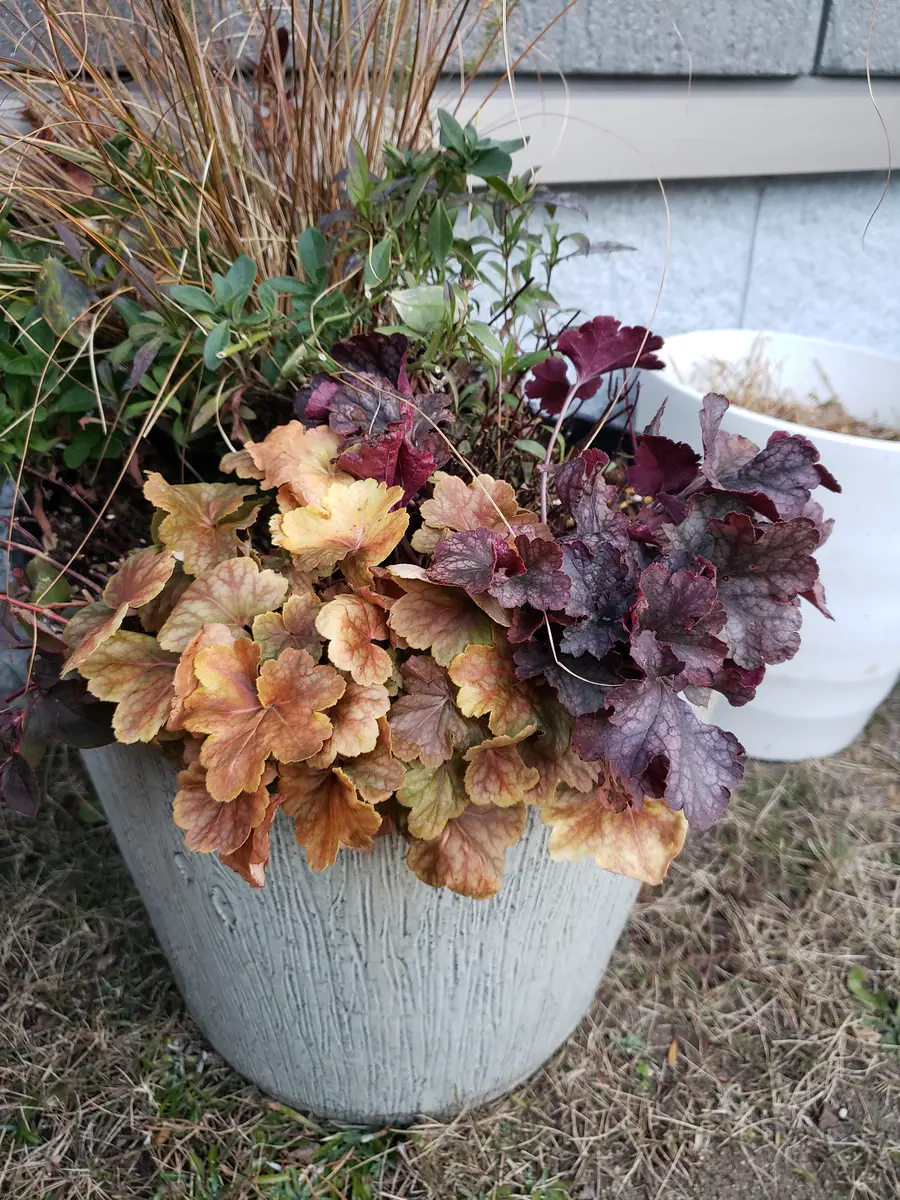 ヒューケラバタークリームは寒くなると...「ガーデン202501」のアルバム-みんなの趣味の園芸2361133