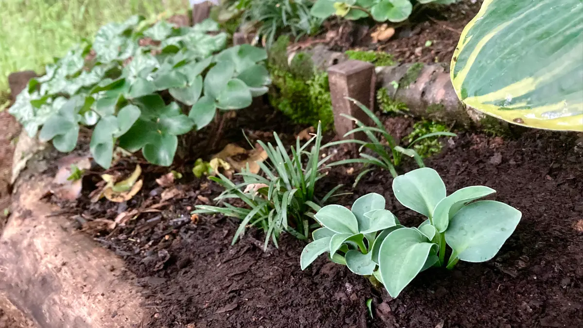 小さな青い新入生🩵これまでホスタを選...「俺の庭2025」のアルバム-みんなの趣味の園芸2460308