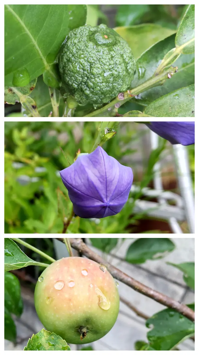 可愛い柚子桔梗の蕾色づく姫りんご「蜜月ガーデン3」のアルバム-みんなの趣味の園芸2500331