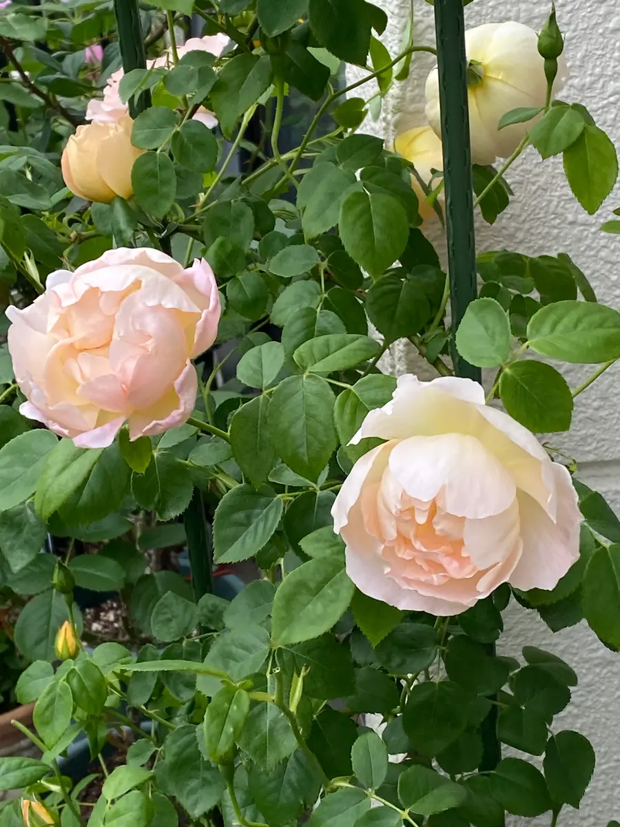 コンテドゥシャンパーニュ優しいバラ...「我が家のバラたち 2025」のアルバム-みんなの趣味の園芸2442828