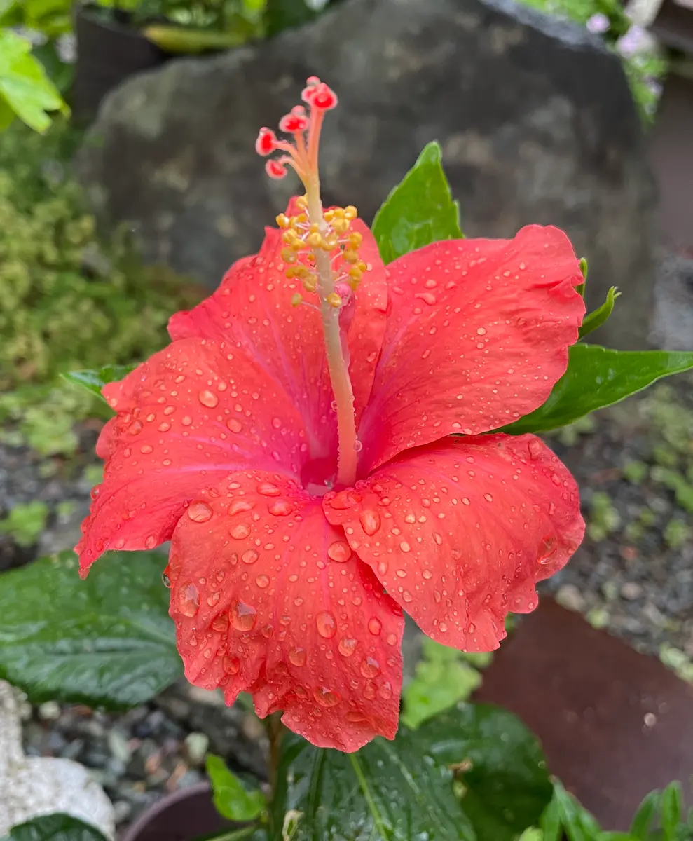 ハイビスカス5/17「庭の草花 2025」のアルバム-みんなの趣味の園芸2451042