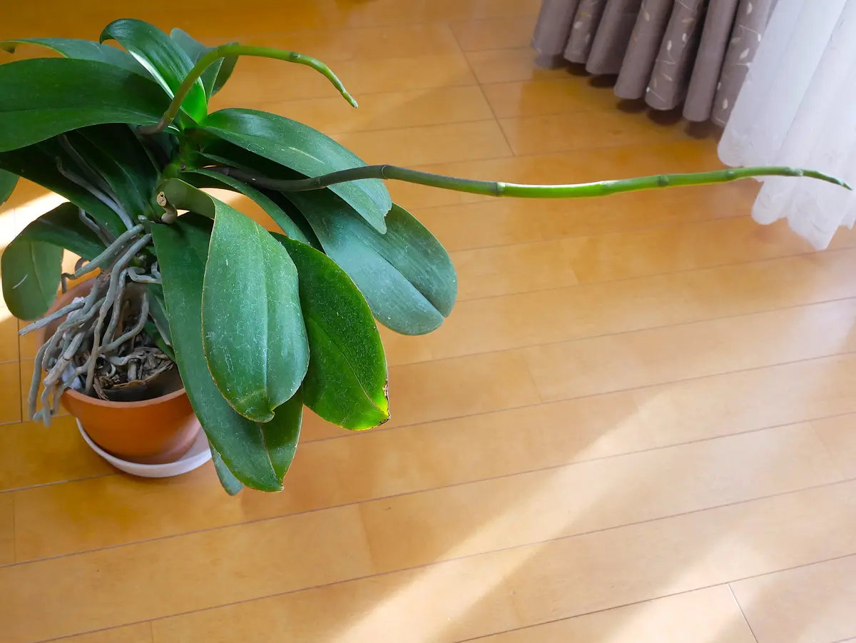 胡蝶蘭花茎がどんどん伸びていきます...「1月の花」のアルバム-みんなの趣味の園芸2356401