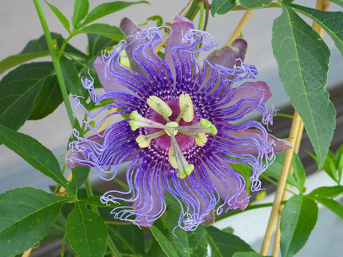 トケイソウの仲間の写真-みんなの趣味の園芸2485590