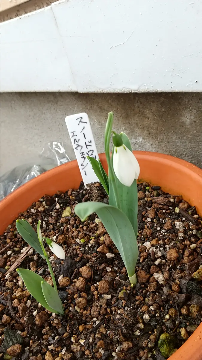 スノードロップ。咲いてるのかな？皆さ...「我が家の植物たち（2025）」のアルバム-みんなの趣味の園芸2371256