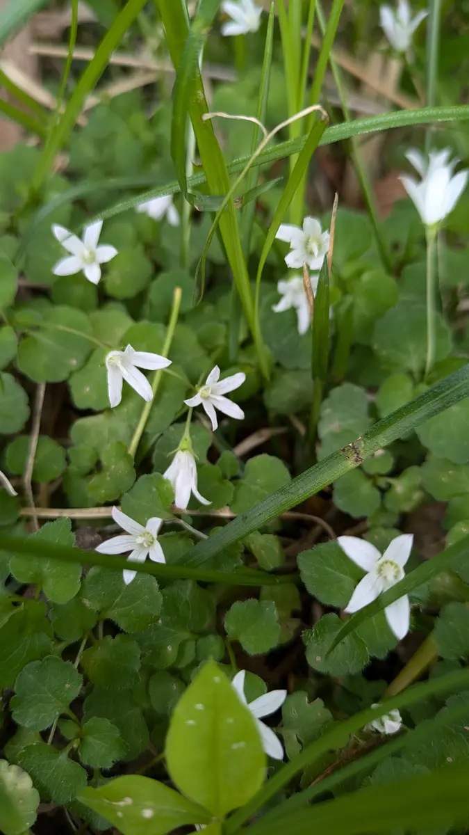 タニギキョウの群生🌼小さくて見落とし...「2025年出逢った景色やお花たちの写真⛰️🌼」のアルバム-みんなの趣味の園芸2451145