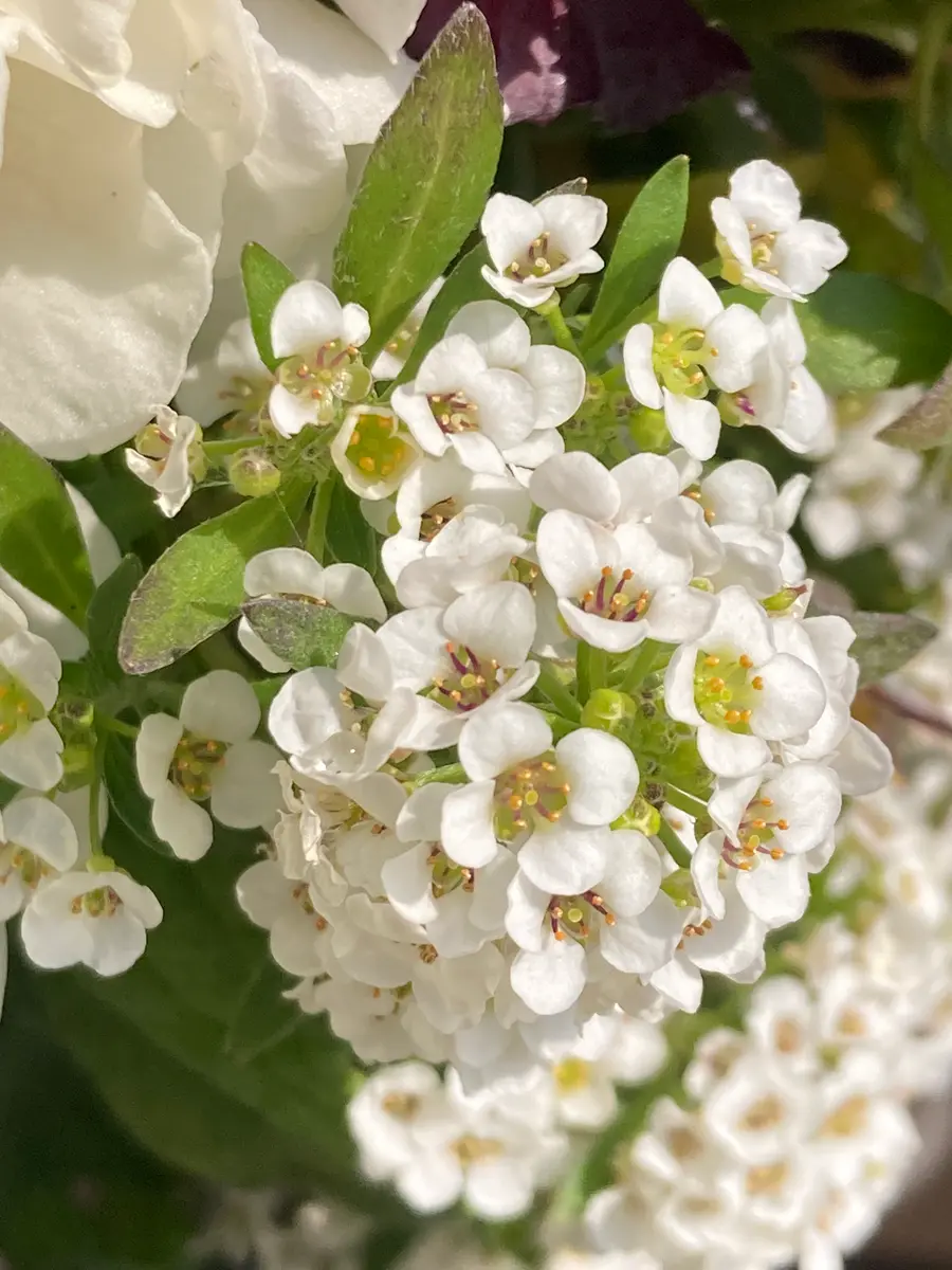 2025/02/01アリッサムふわふわ🤍「2025年2月」のアルバム-みんなの趣味の園芸2367047