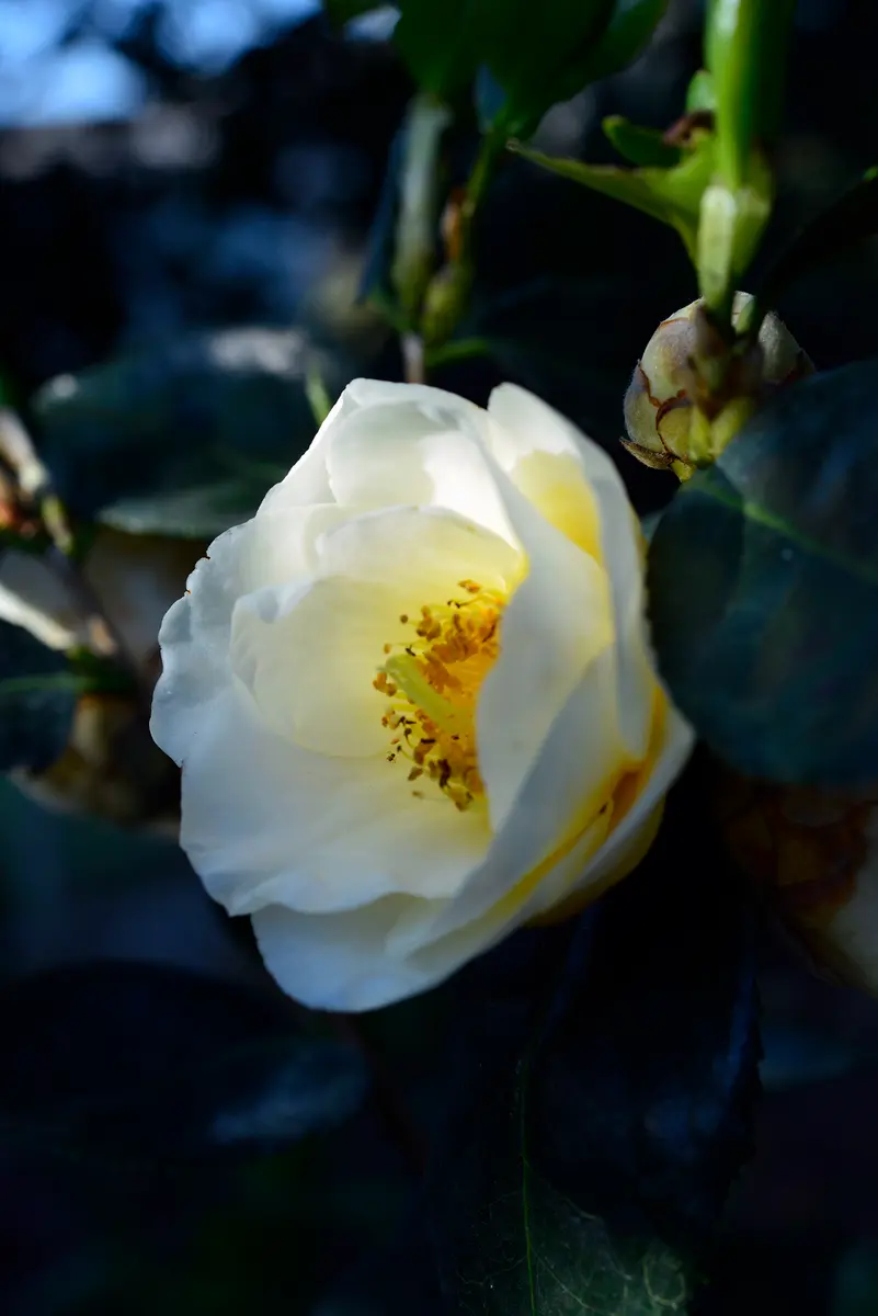 椿「黄山(こうざん)」。クリーム色の...「庭の記憶2025」のアルバム-みんなの趣味の園芸2430727