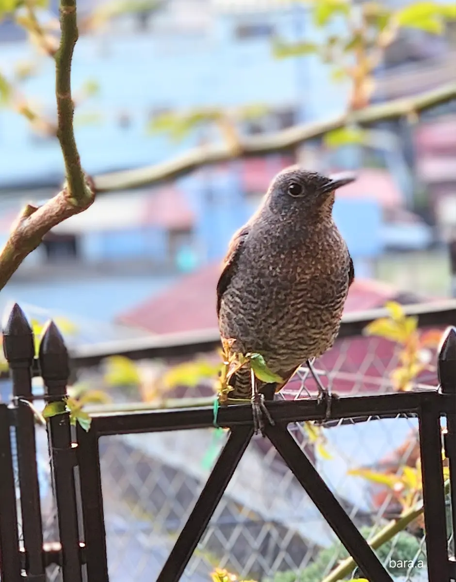 🌟イソヒヨドリのお嬢さん🌟いつも来...「🔹️空と小鳥と🕊️🔹️」のアルバム-みんなの趣味の園芸2408105
