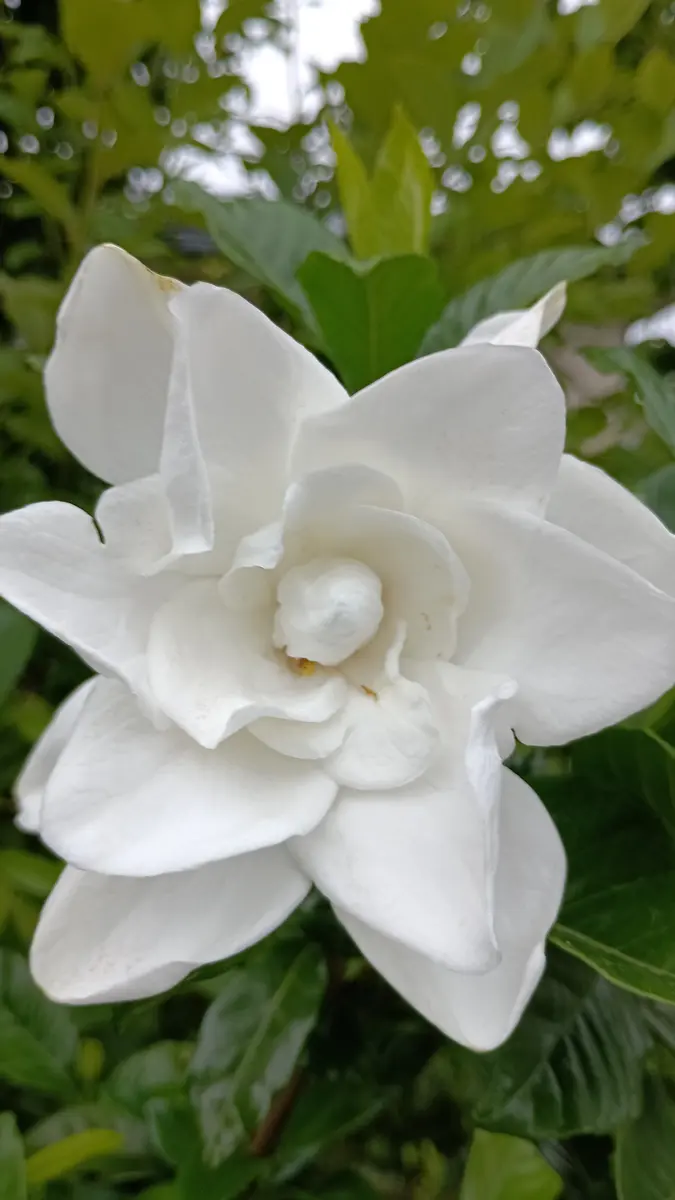 クチナシ。大輪で、曇りぞらに映えます。「わんばあの庭2025春～」のアルバム-みんなの趣味の園芸2500247