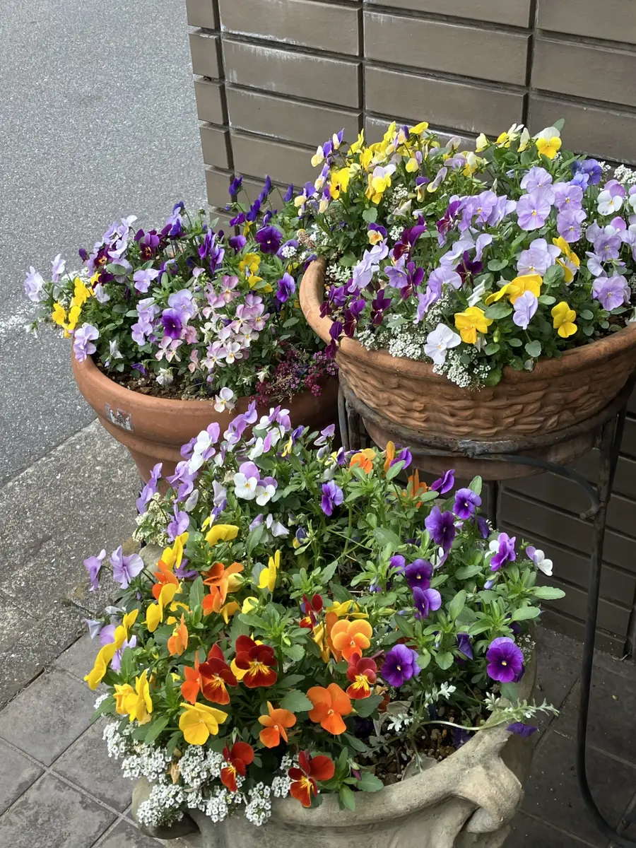 玄関前の寄せ植え、中央に植えてた葉牡...「わが家の春のお花 3月～」のアルバム-みんなの趣味の園芸2404363