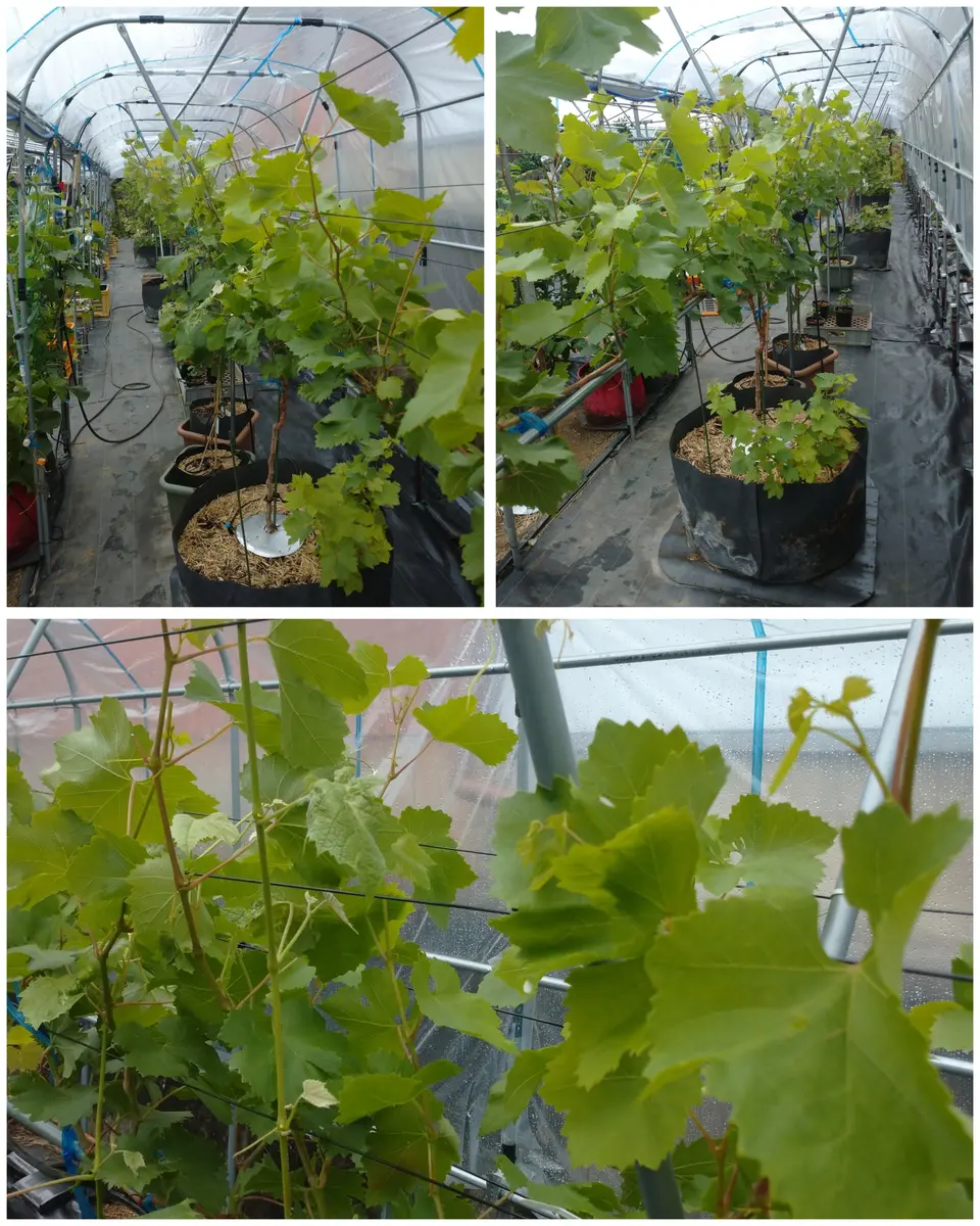 ブドウの写真-みんなの趣味の園芸2474191