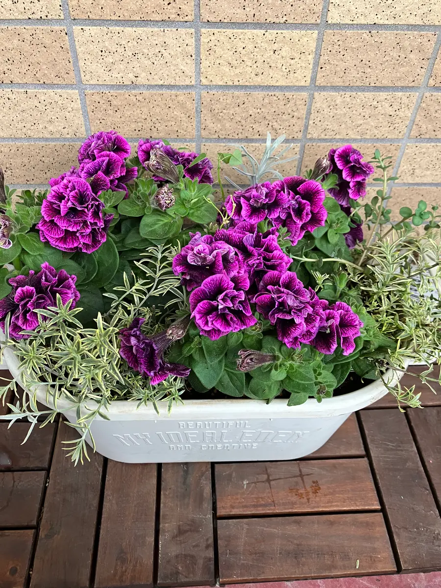 ペチュニアの写真-みんなの趣味の園芸2402636