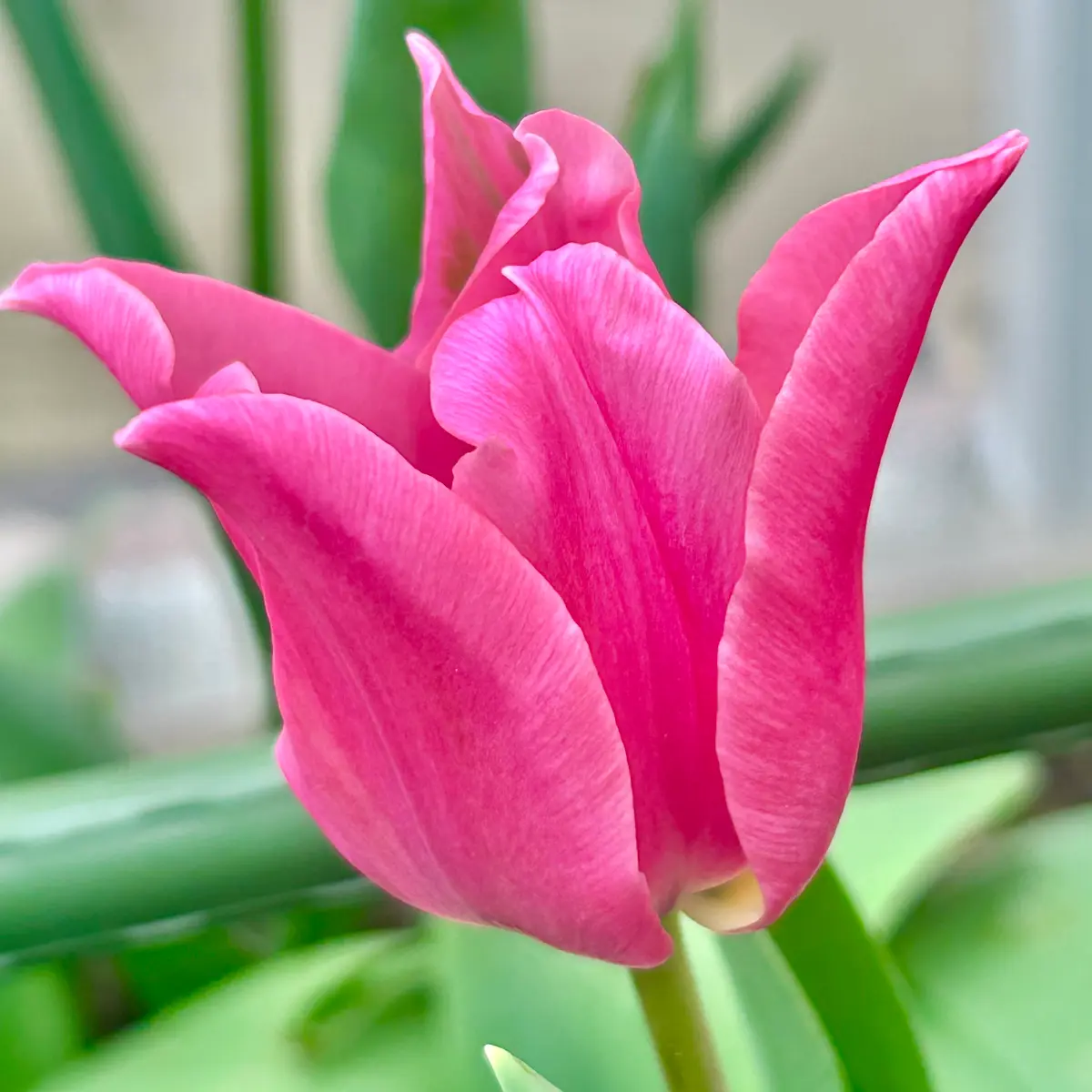 チューリップ・プリティレディ🌷#Tuli...「庭に咲く花Season39🎵」のアルバム-みんなの趣味の園芸2414547