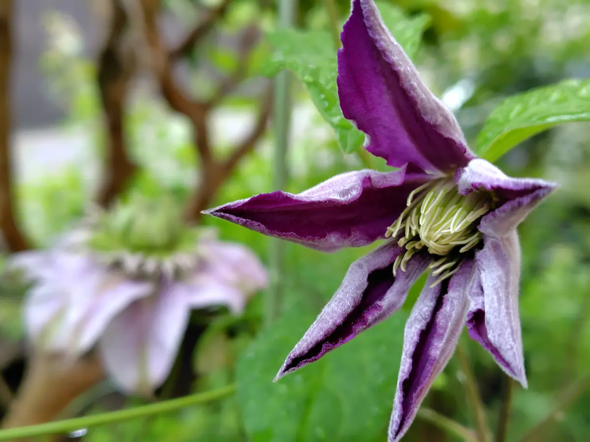 雨上がりました朝発のミステリートレイン「庭 季節を楽しみ自然に親しむ～🏡 '25.4~」のアルバム-みんなの趣味の園芸2459584
