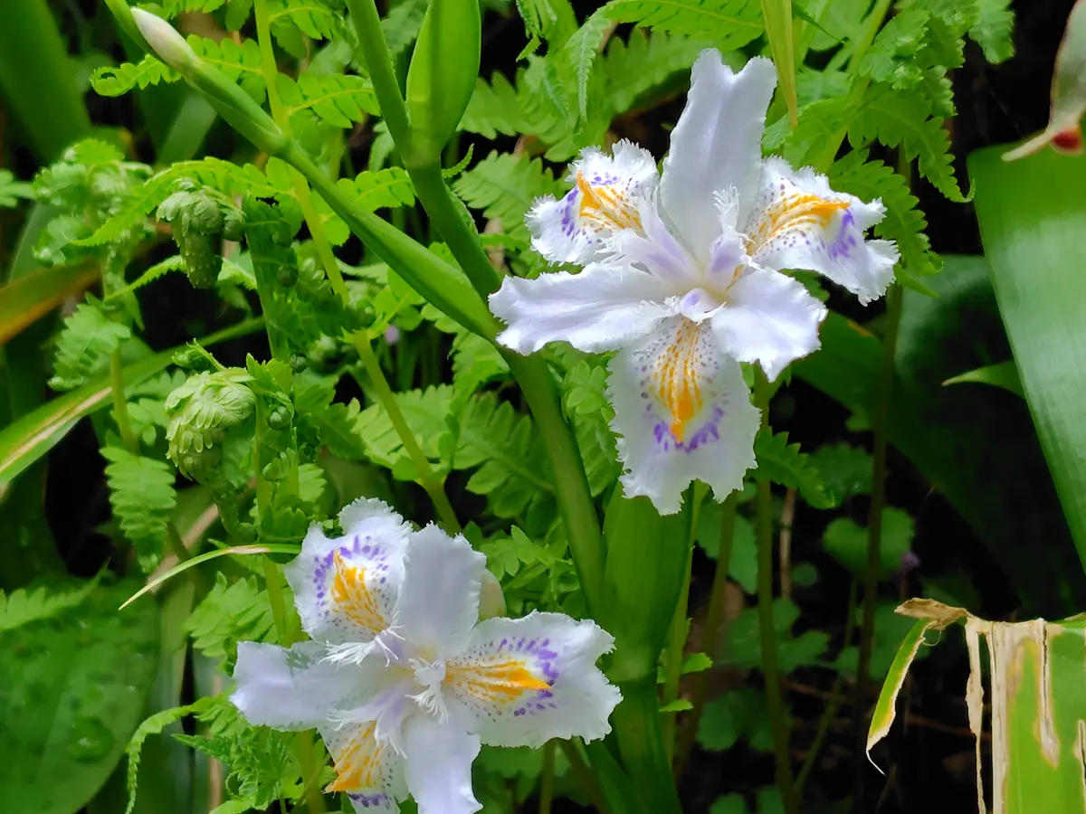 シャガがようやく開花しました「庭 季節を楽しみ自然に親しむ～🏡 '25.4~」のアルバム-みんなの趣味の園芸2435211