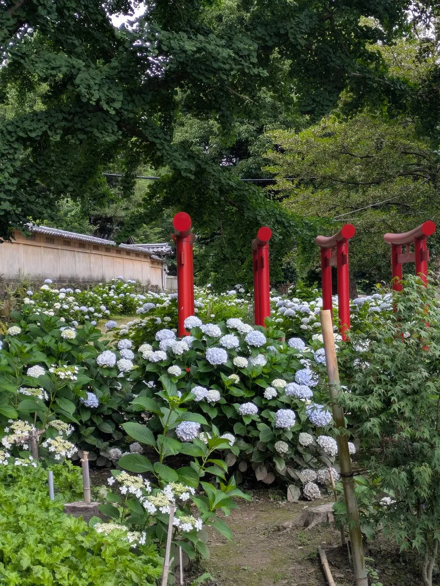 アジサイ今日も神社まで散歩😊「お出かけ先の花ちゃん達」のアルバム-みんなの趣味の園芸2478190